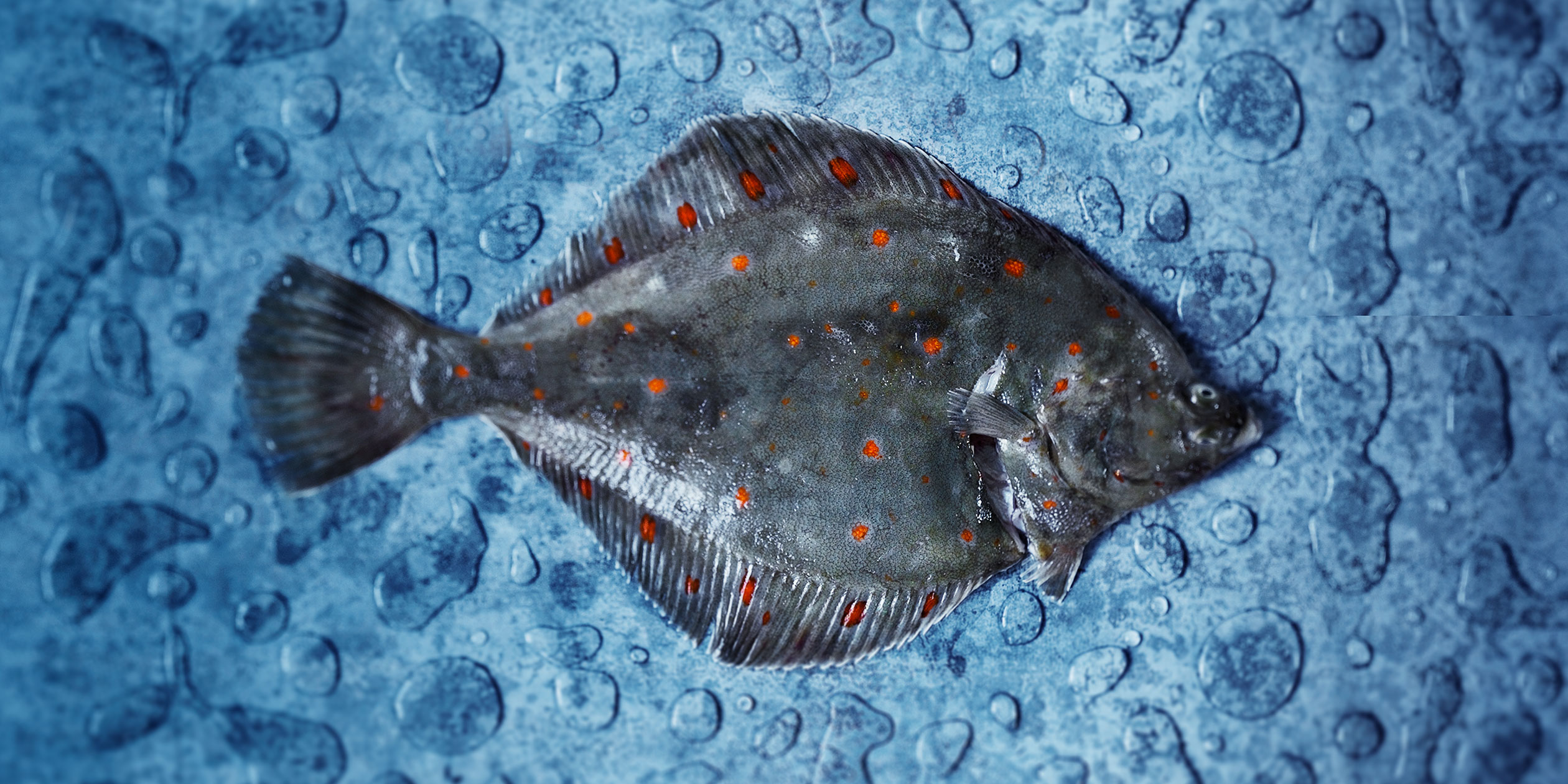 Plaice - Pleuronectes platessa - Royal Greenland A/S