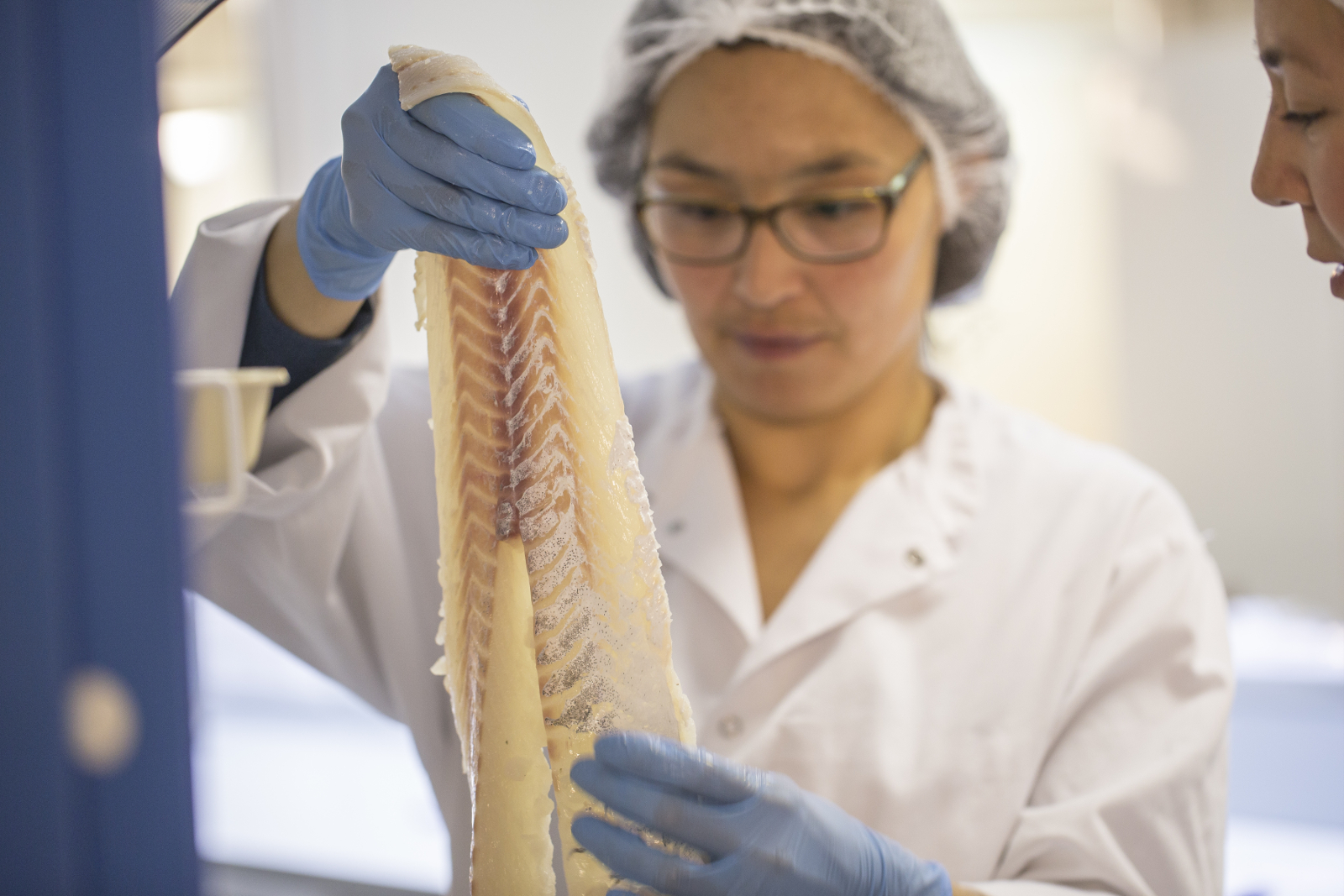 Atlantic cod - Gadus Morhua - Royal Greenland A/S